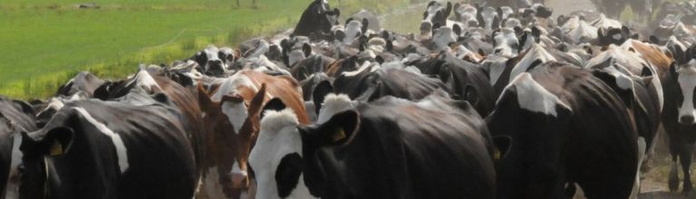 Cow traffic in the barn determines the route and routine for the cow ... Cow traffic in the barn determines the route and routine for the cow ...