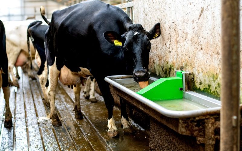 Pingo Drinking Troughs Spinder
