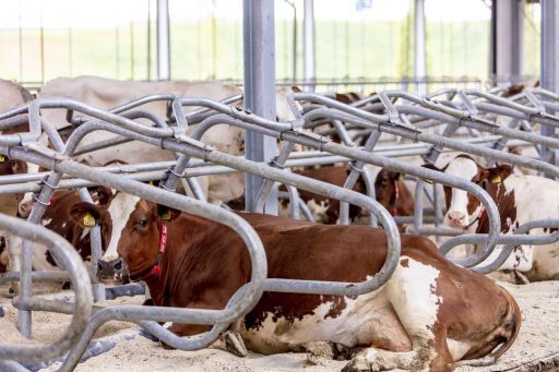 The optimal stall for your cows | Spinder